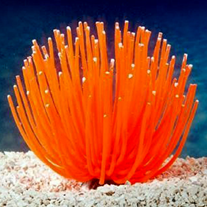 Artificial Anemone Decoration 100% Aquarium Safe – Aqua-Crylic